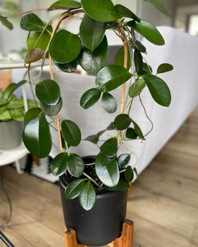 31 Cute Small Leaf Hoya Varieties You Should Grow | Indoor Garden Web