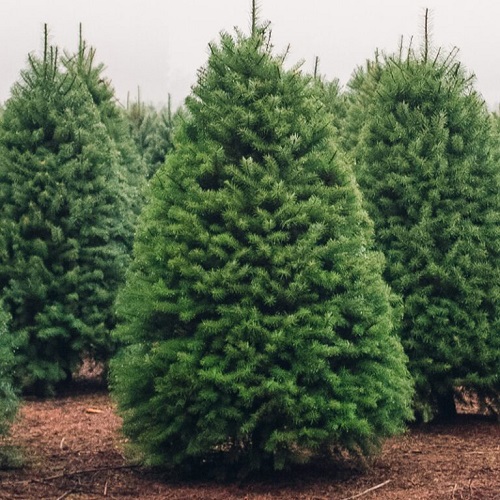 36 Trees that Start with N | Indoor Garden Web