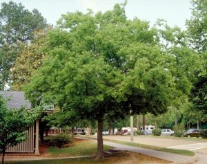 36 Trees that Start with N | Indoor Garden Web