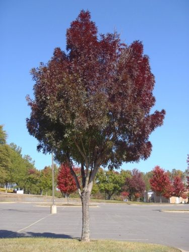 36 Trees that Start with N | Indoor Garden Web
