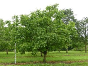 36 Trees that Start with N | Indoor Garden Web