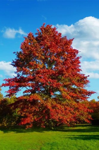 36 Trees that Start with N | Indoor Garden Web