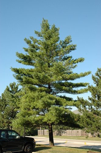 36 Trees that Start with N | Indoor Garden Web