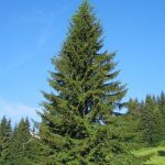 36 Trees that Start with N | Indoor Garden Web