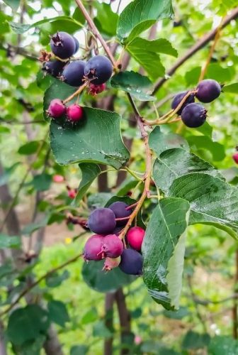 13 Berries that Look Like Blueberries | Indoor Garden Web