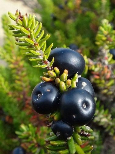 13 Berries that Look Like Blueberries | Indoor Garden Web