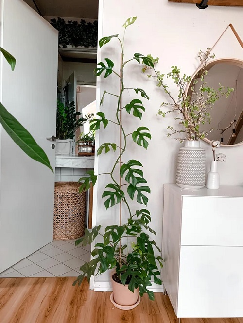 20 Monstera Trellis Ideas | Indoor Garden Web
