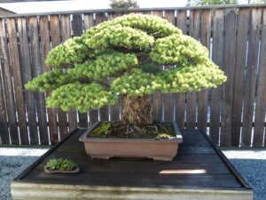 10 Best Big Bonsai Trees Across the World | Indoor Garden Web