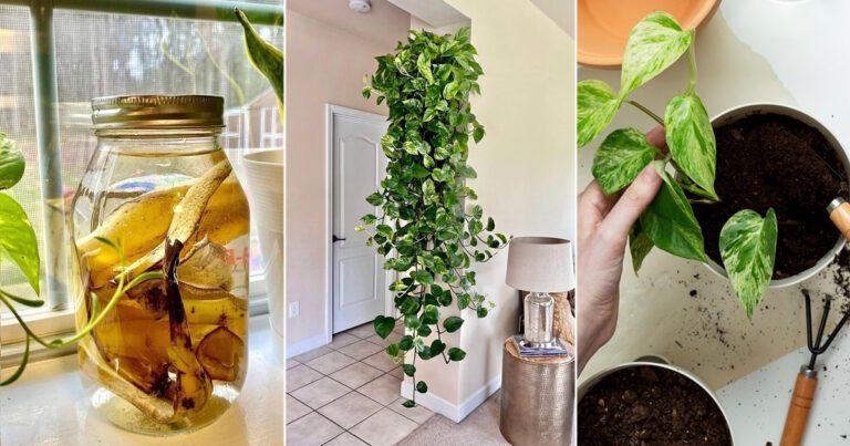 Home | Indoor Garden Web
